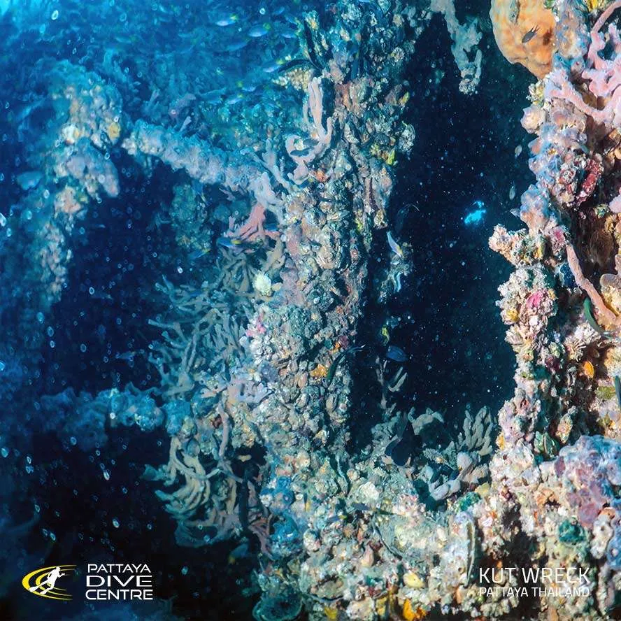 Wreck Diving Sites in Pattaya Thailand - PATTAYA DIVE CENTRE